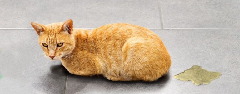 Best Cat Urine Remover in 2022 (with Reviews!)