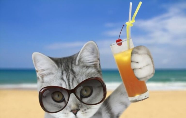 Can Cats Drink Orange Juice? Find Out In This Guide!