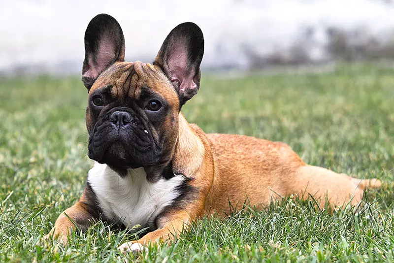 Why Do French Bulldogs Cry So Much - 2022 Guide!