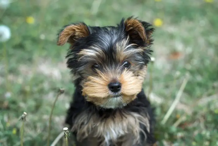 Yorkie Puppy Care Ultimate Guide - 8 Weeks to Adulthood