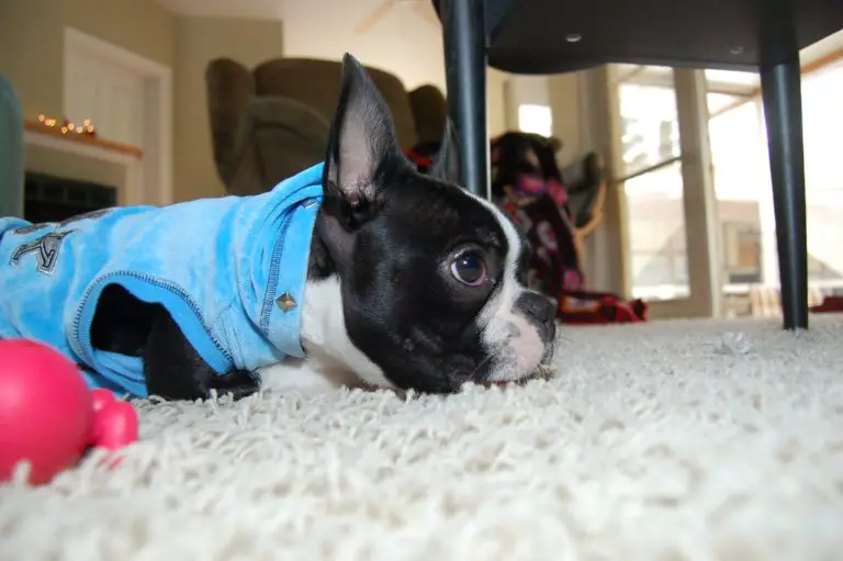 How Much Do Frenchies Cost & Why Are They So Expensive! 2022 Guide