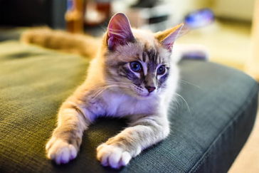 Are Yorkies Good with Cats? ** Everything You Need To Know!