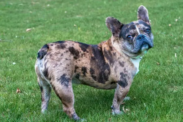 How Much Do Frenchies Cost & Why Are They So Expensive! 2022 Guide