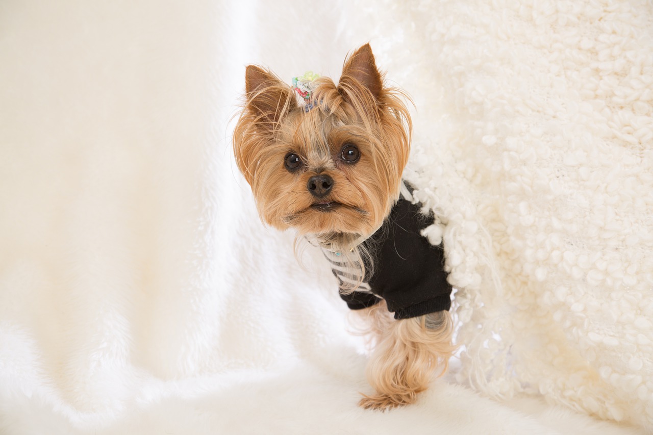 Yorkie Puppy Care Ultimate Guide - 8 Weeks to Adulthood