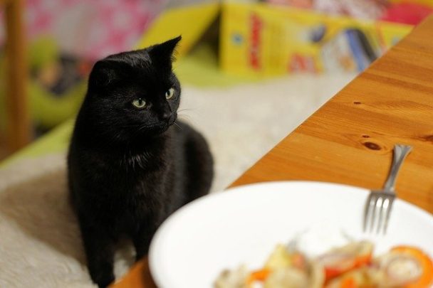 Can Cats Eat Bell Peppers & How to Feed Them to Your Pet - 2022