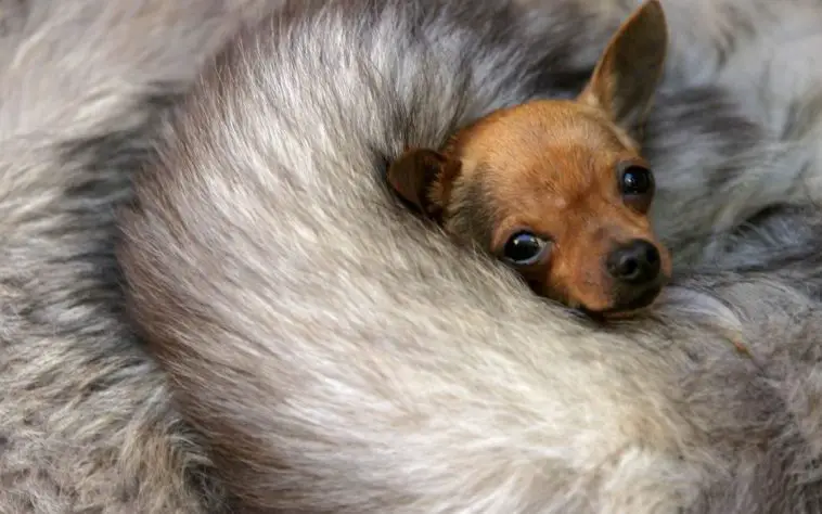 What Temperature Is Too Cold For Chihuahua? All You Need To Know