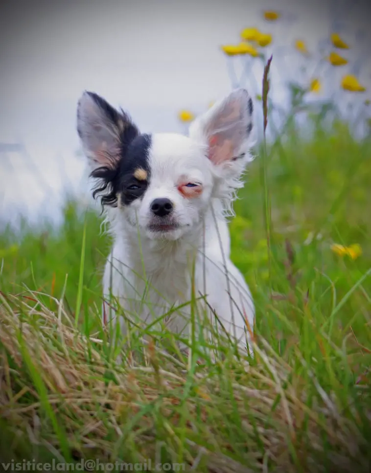 Do Chihuahuas Howl - Reasons Why & How to Curb It (2022)