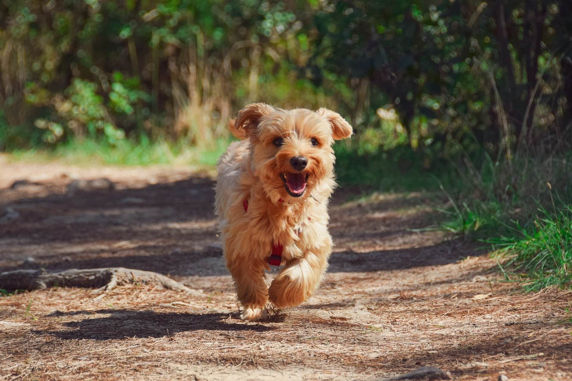 15 Ways How Do Yorkies Show Affection? Everything You Should Know
