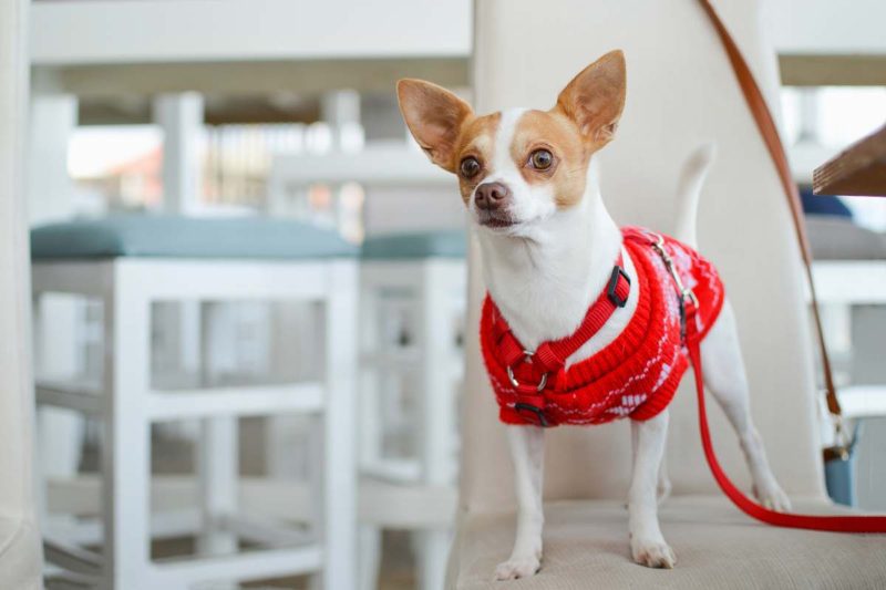 Do Chihuahuas Have Separation Anxiety & What To Do About It (2022) Do Chihuahuas Have Separation Anxiety & What To Do About It (2022)