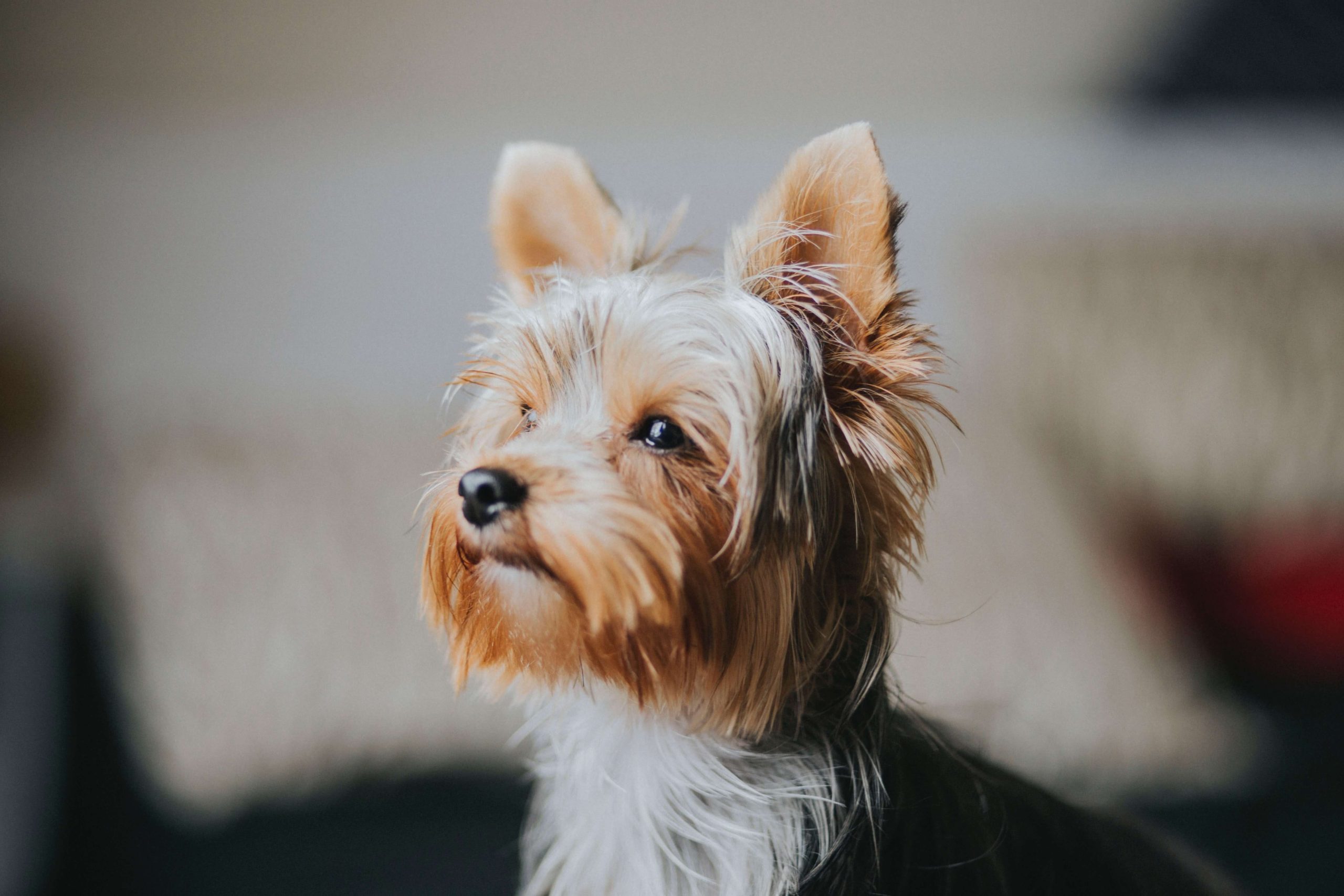 Are Yorkies Born With Tails? An Extensive Guide About Tail + Docking