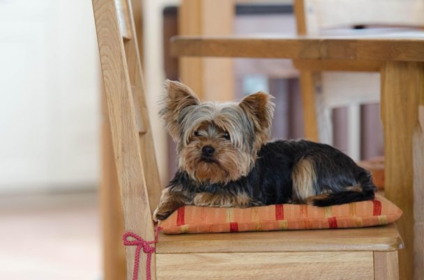 Are Yorkies Born With Tails? An Extensive Guide About Tail + Docking