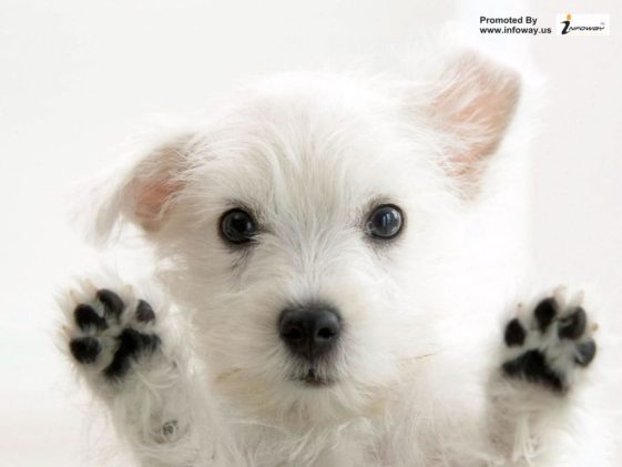 What Smells Do Dogs Hate The Most - 15 Scents That Repel Dogs