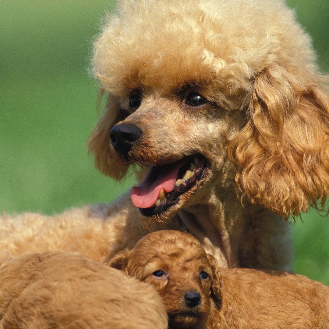 Do Dogs Miss Their Mom? + 5 Ways To Help Them Cope