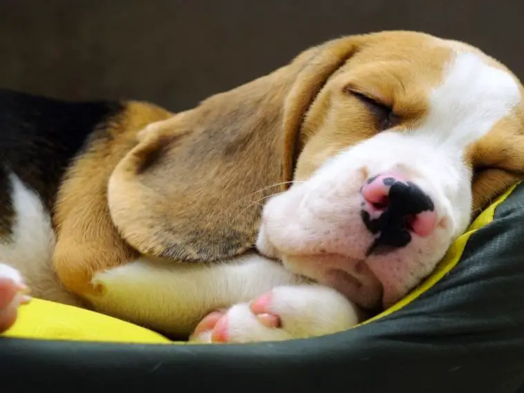 Can Dogs Sleepwalk? + 3 Reasons Why It Can Happen