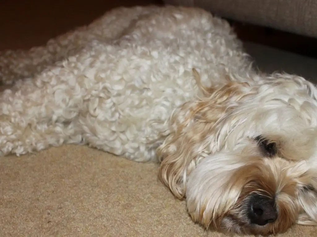 Can Dogs Sleepwalk? + 3 Reasons Why It Can Happen