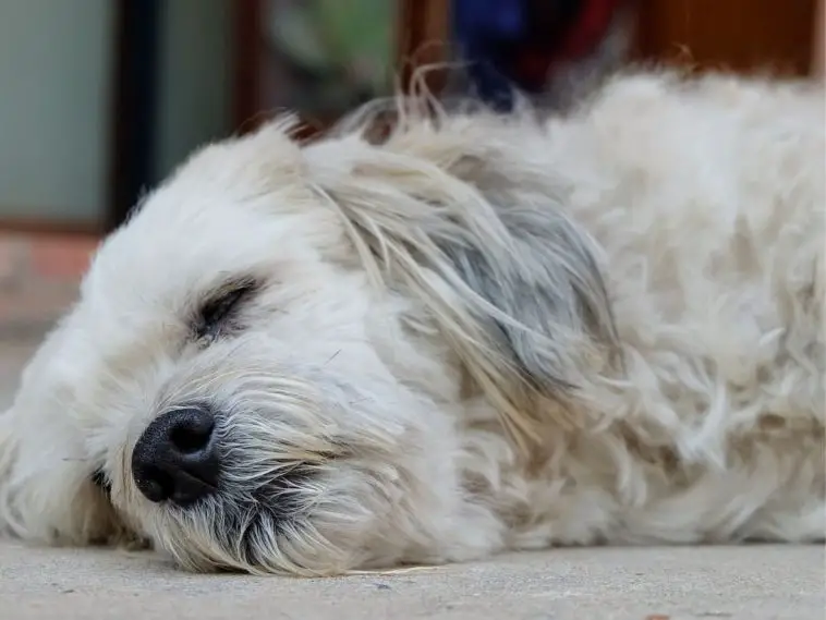 Can Dogs Sleepwalk? + 3 Reasons Why It Can Happen