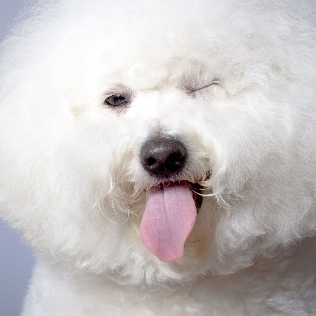 Why Do Dogs Wink At You? 5 Reasons + 4 Eye Problems