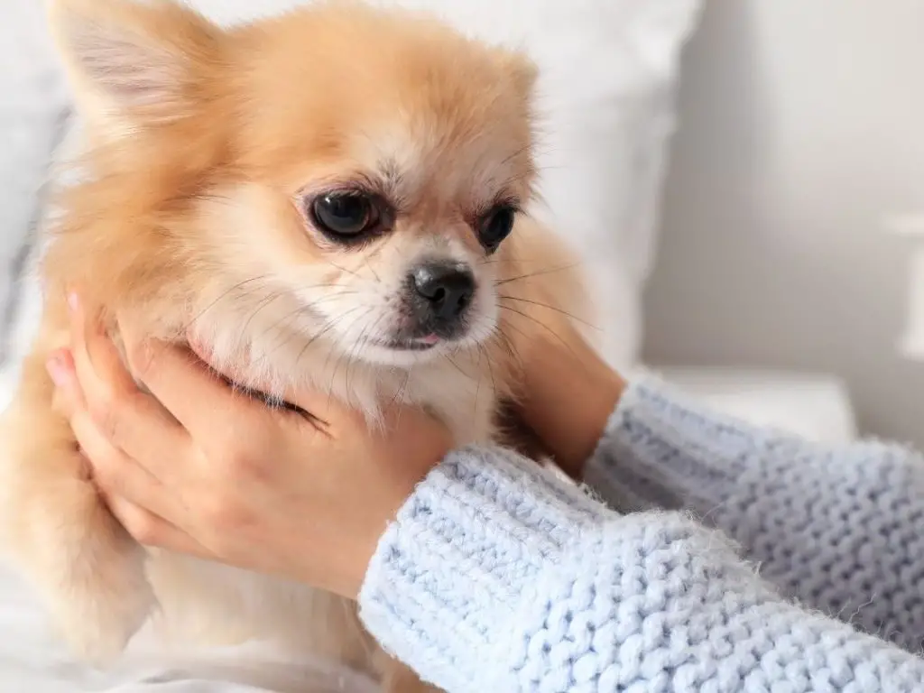 Why Is My Puppy Ignoring Me? 6 Reasons + 4 Tips To Stop It