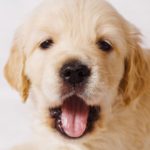 Do Dogs Have Tonsils? 4 Causes of Tonsilitis + 5 Obvious Symptoms
