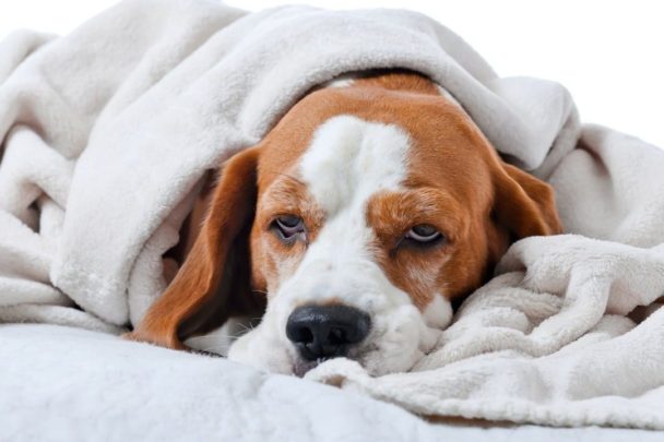 Do Dogs Have Tonsils? 4 Causes of Tonsilitis + 5 Obvious Symptoms