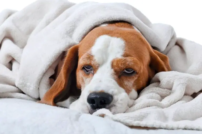 Do Dogs Have Tonsils? 4 Causes of Tonsilitis + 5 Obvious Symptoms