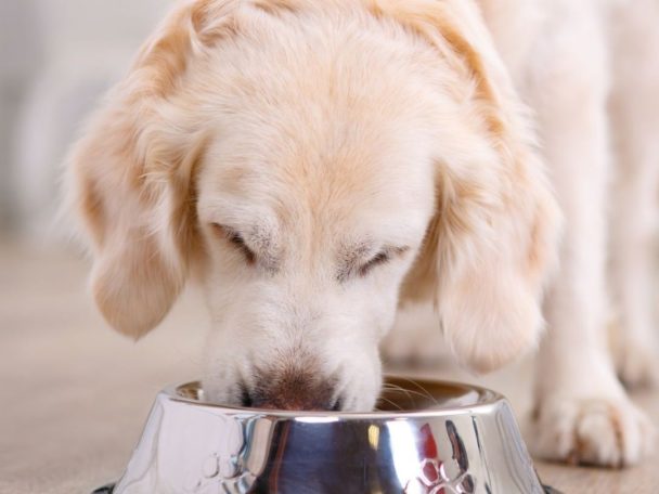 Do Dogs Have Tonsils? 4 Causes of Tonsilitis + 5 Obvious Symptoms