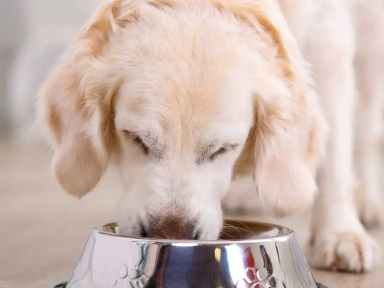 Do Dogs Have Tonsils? 4 Causes of Tonsilitis + 5 Obvious Symptoms