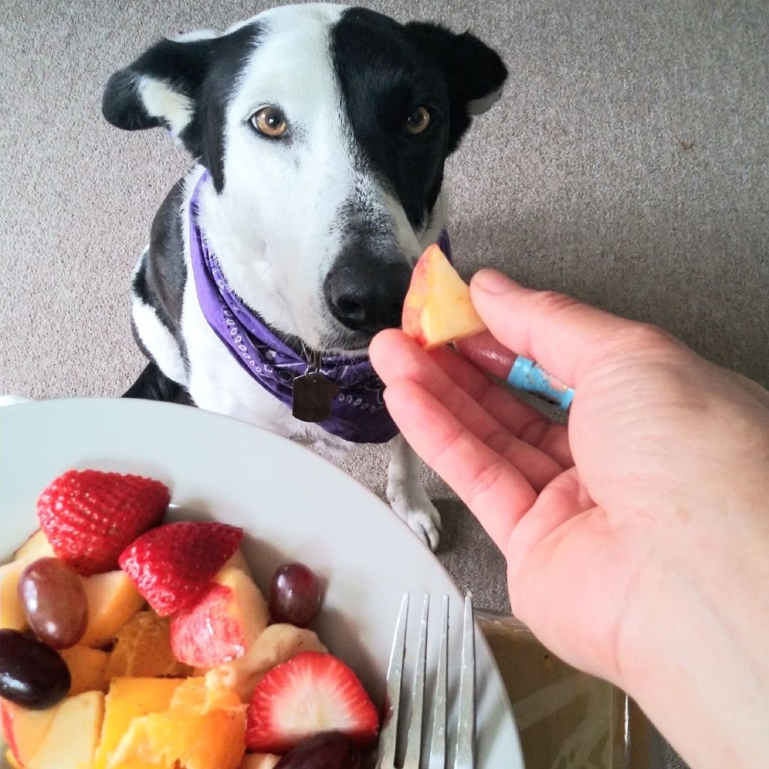 Can Dogs Eat Guava? 15 Questions Answered + 3 Table Food Dangers