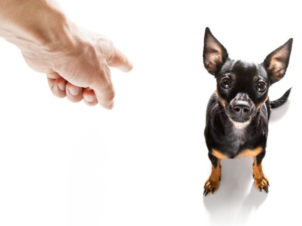 Why Is My Dog Avoiding Me? 6 Reasons + 7 Causes of Avoidance