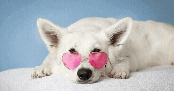 Do Dogs Have Tonsils? 4 Causes of Tonsilitis + 5 Obvious Symptoms