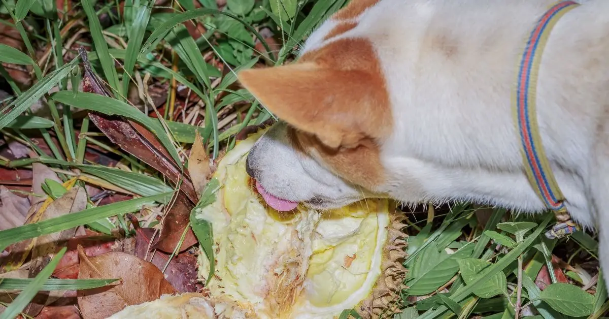 Can Dogs Eat Durian? How Much Is Safe + Which Durian Parts to Avoid?!