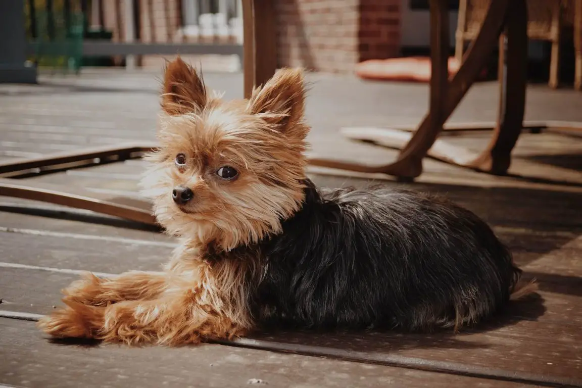 How To Get Rid Of Fleas On A Yorkie? Top 5 Ways + 7 Ways To Stop Fleas