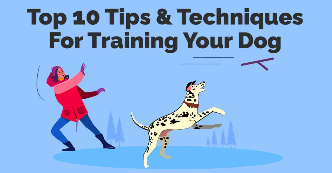 Top 10 Tips and Techniques for Training Your Dog + 5 Commands Training