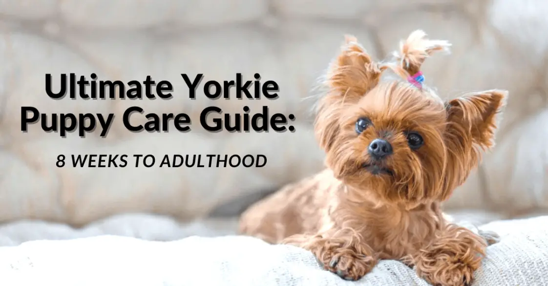 Yorkie Puppy Care Ultimate Guide - 8 Weeks to Adulthood