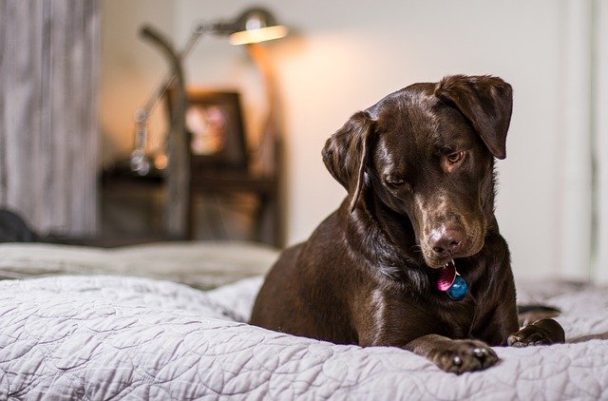 12 Reasons Why Is My Dog Eating Hair Off the Floor? + Tips to Stop It