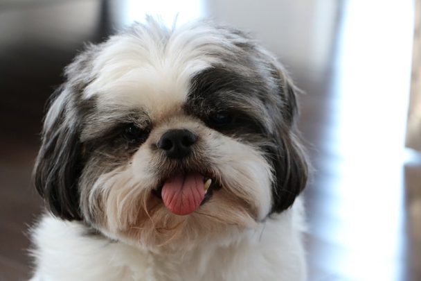 11 Reasons Why Do Dogs Eat Boogers? + 6 Tips For Prevention
