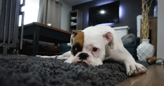 Coconut oil for dog razor burn? Is It Effective? +7 Benefits & Tips