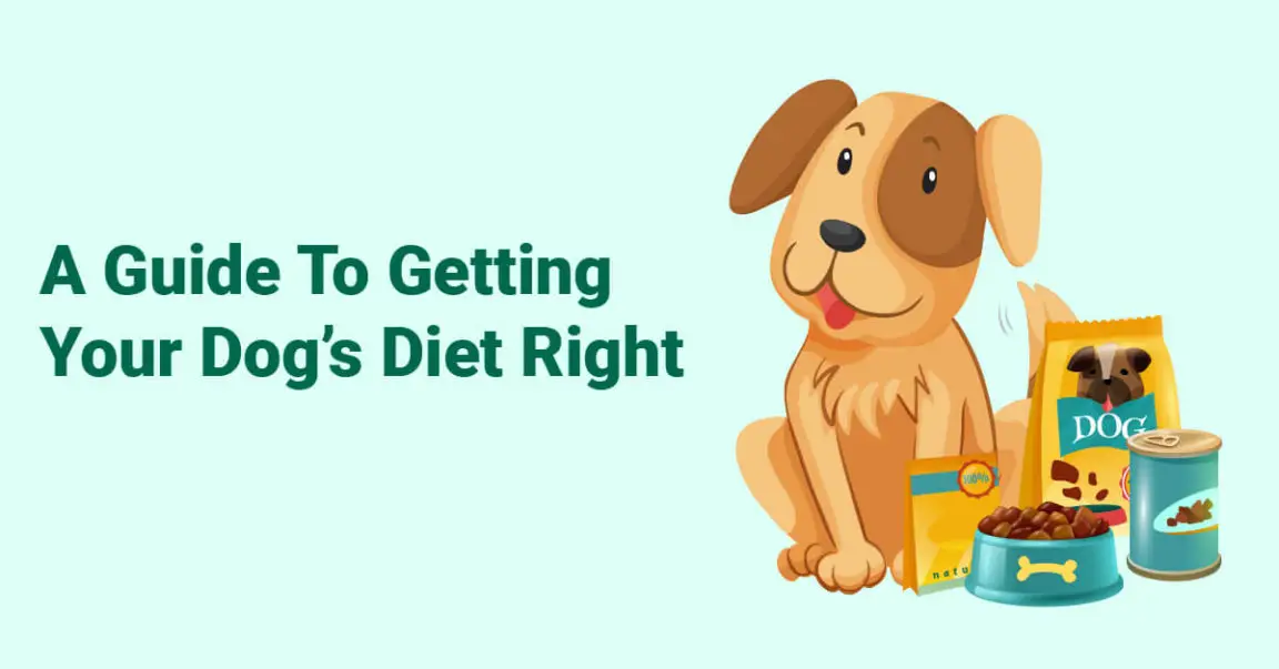 A Guide To Getting Your Dog’s Diet Right - The Halo Pets