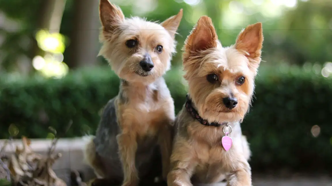 Are Yorkies Born With Tails? An Extensive Guide About Tail + Docking