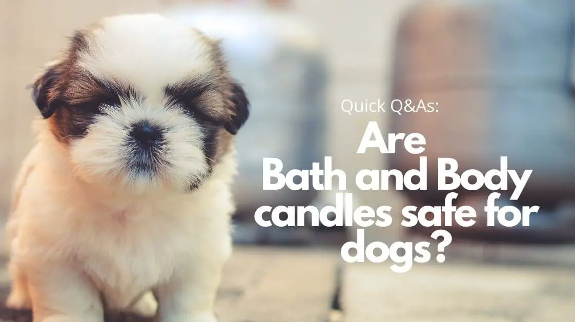 Why is my dog walking with a hunched back? (Read this First!)