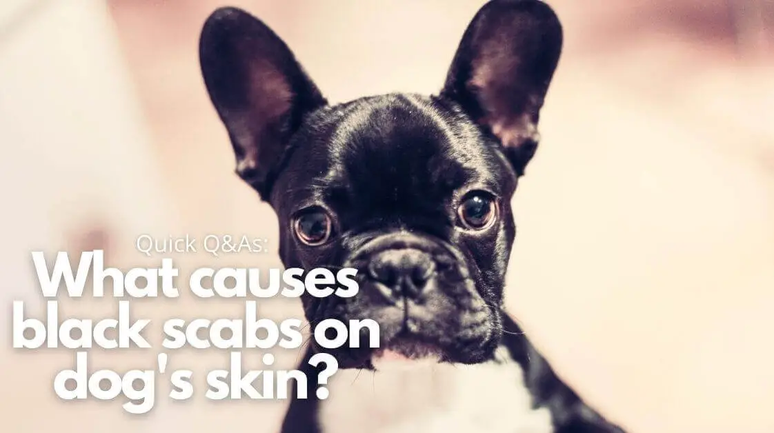 Why is my dog walking with a hunched back? (Read this First!)