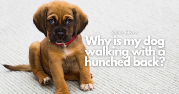 Why is my dog walking with a hunched back? (Read this First!)