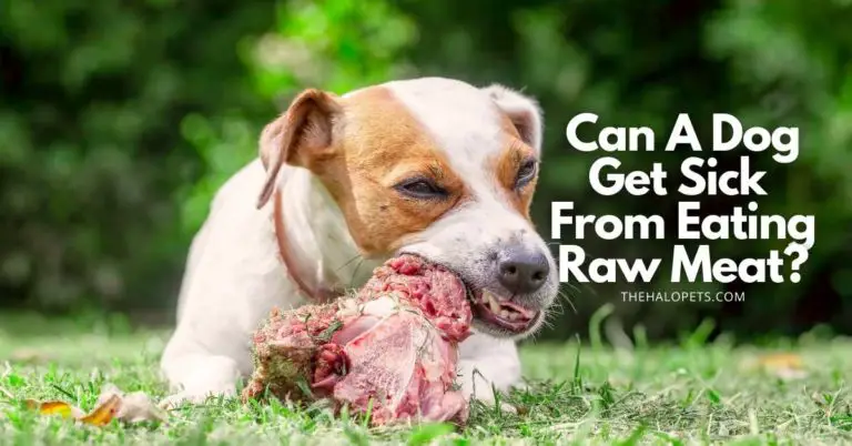 Can A Dog Get Sick From Eating Raw Meat? +Signs of Food Posioning