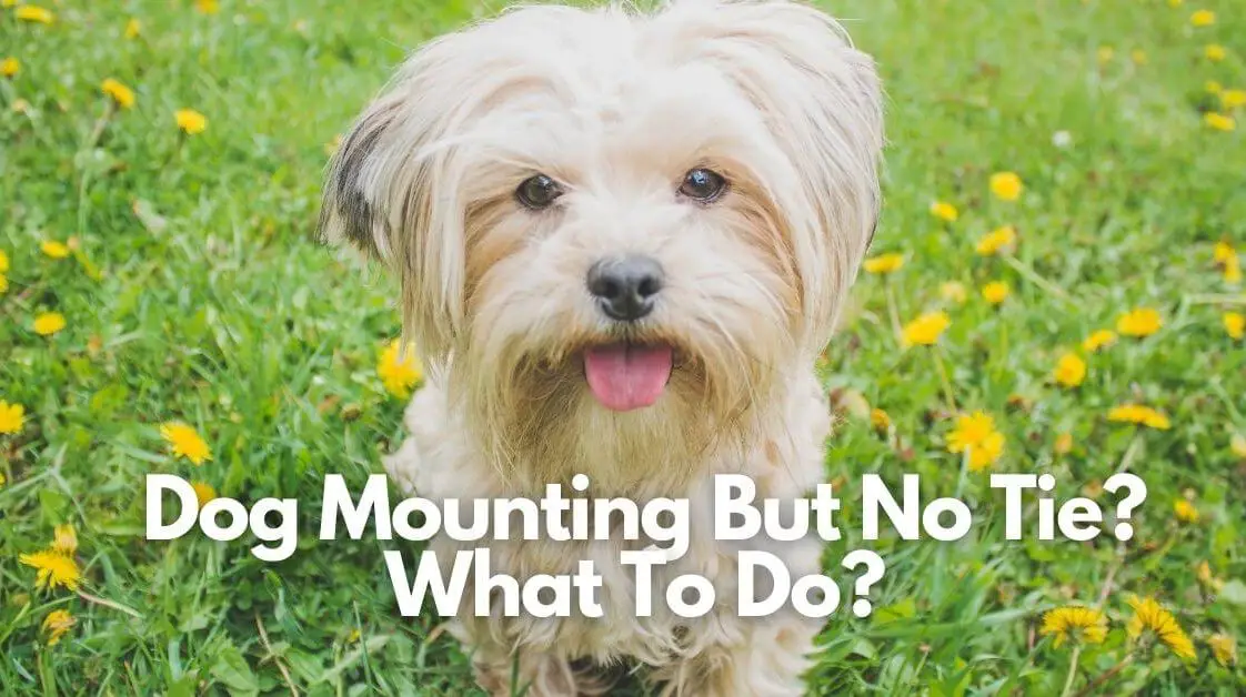 What To Expect From A Female Dog After Mating?+ 9 Obvious Changes