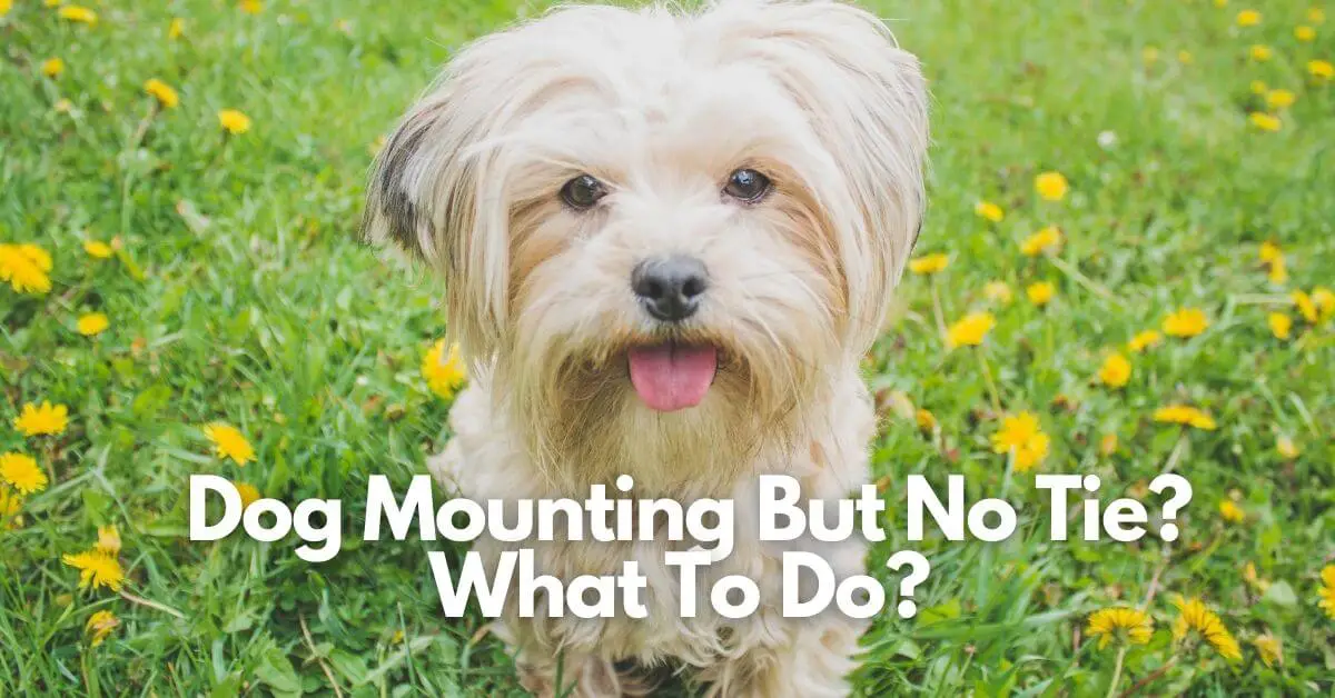 Dog Mounting But No Tie? 9 Reasons + 9 Effective Ways To Help