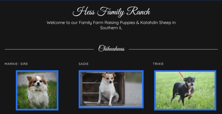 17 Best Chihuahua Breeders In Illinois (Read This First!)