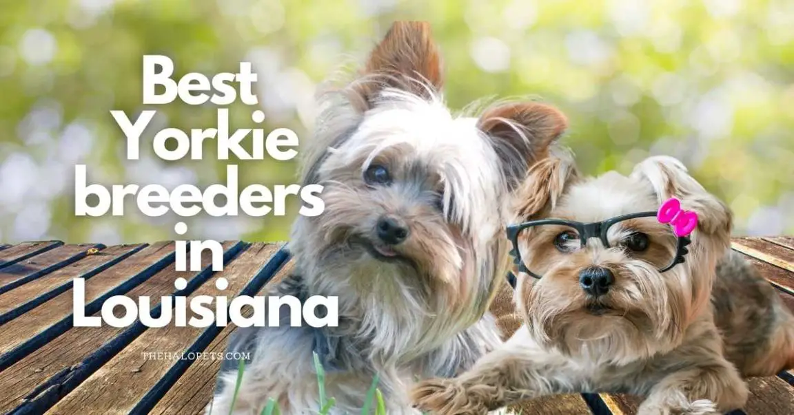 8 Best Yorkie Breeders in Louisiana (Read This First!)