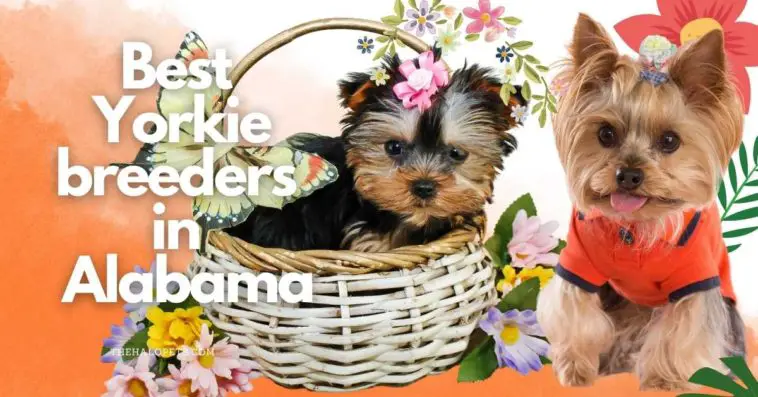 8 Best Yorkie Breeders in Alabama (Read This First!)