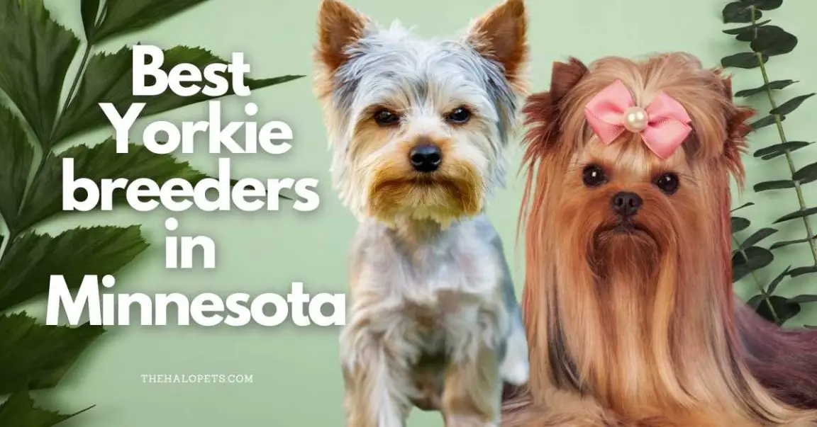 9 Best Yorkie Breeders in Minnesota (Read This First!)