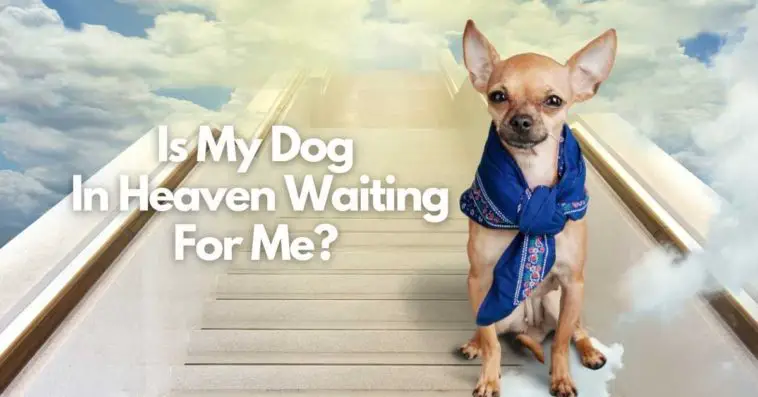 *12 Signs* Is My Dog In Heaven Waiting For Me? + 4 True Stories *12 Signs* Is My Dog In Heaven Waiting For Me? + 4 True Stories